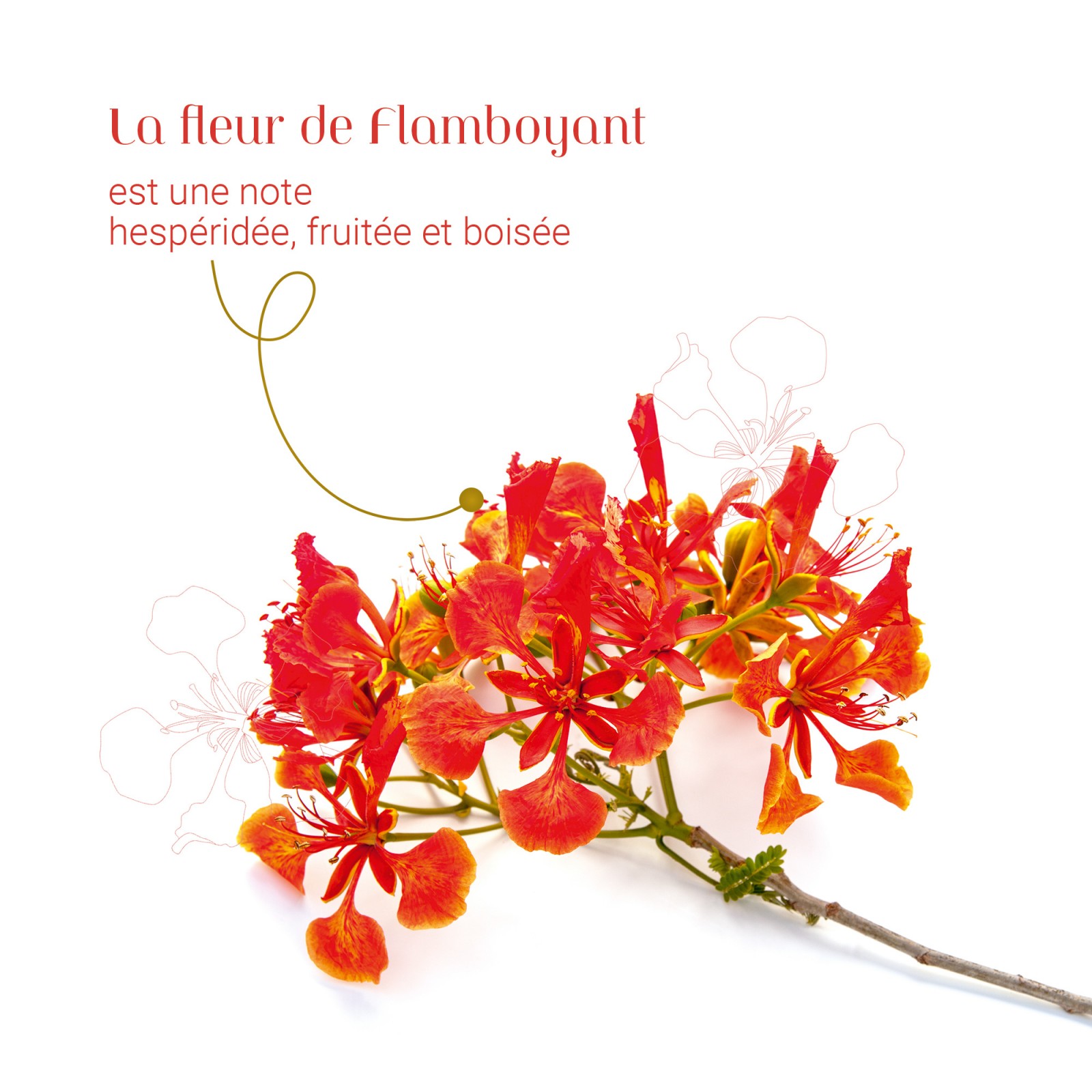 Créateur de parfums - Paris - Les Eaux de Cologne